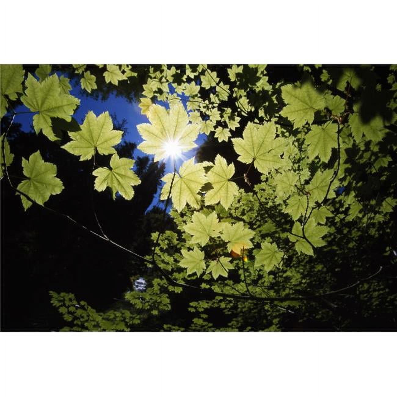 Sunlight Through Maple Leaves Poster Print by Natural Selection Craig Tuttle - 36 x 24 - Large ...