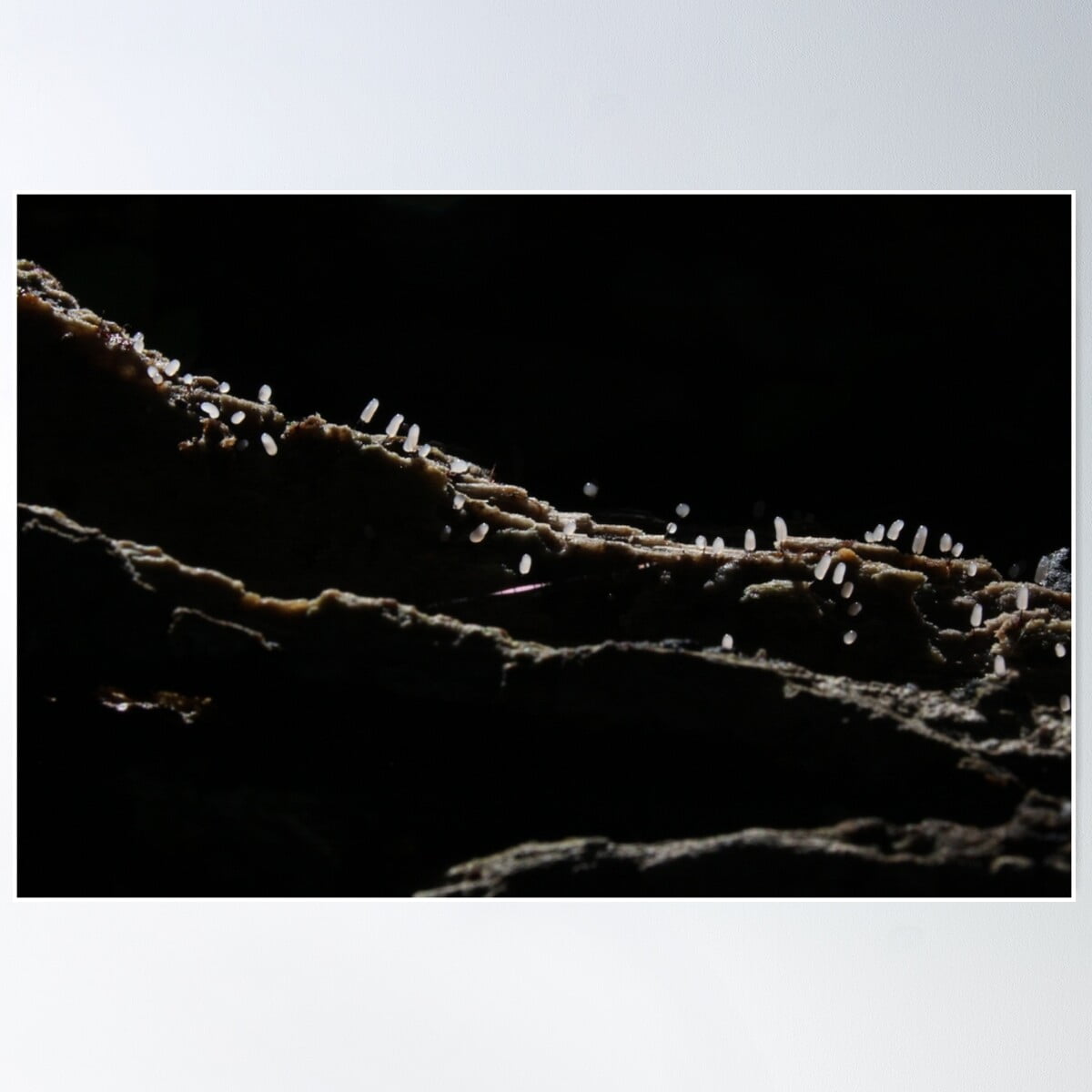 Sunlit Slime Mold On Log Poster Wall Art, Modern Wall Decor For Living ...