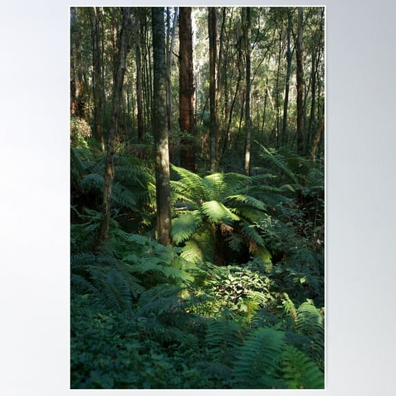 Sunlit Tree Fern Poster Wall Art, Modern Wall Decor For Living Room ...