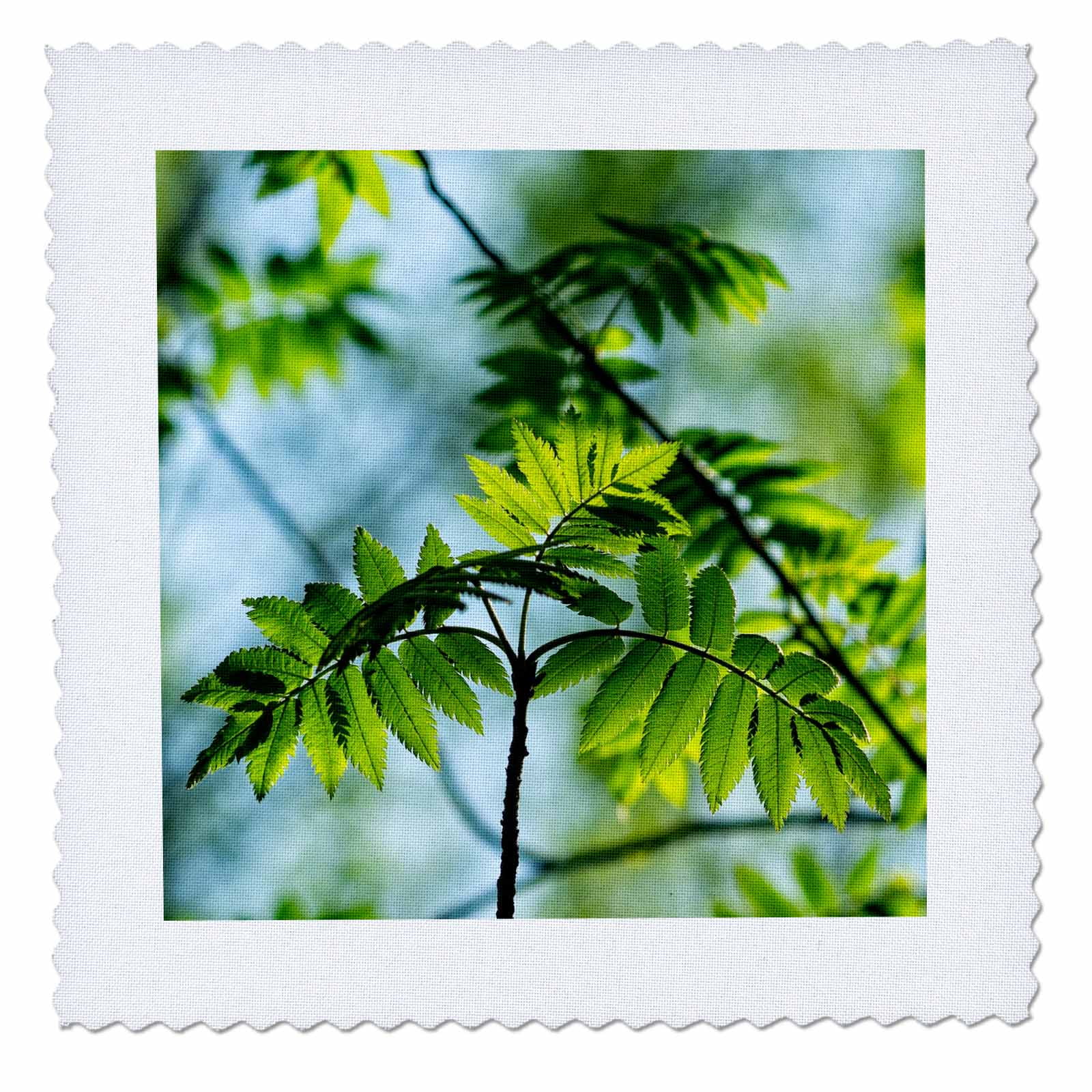 3dRose, Sunlit rowan tree twig with fresh green leaves. Bluish ...