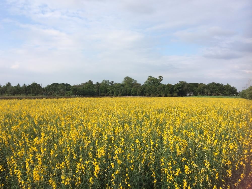 Sunn Hemp for Planting, Fast-Growing and Establishes Rapidly, Deer Food ...