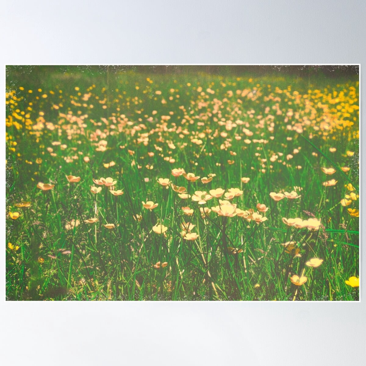 Sunny Buttercup Meadow Poster Wall Art, Modern Wall Decor For Living ...