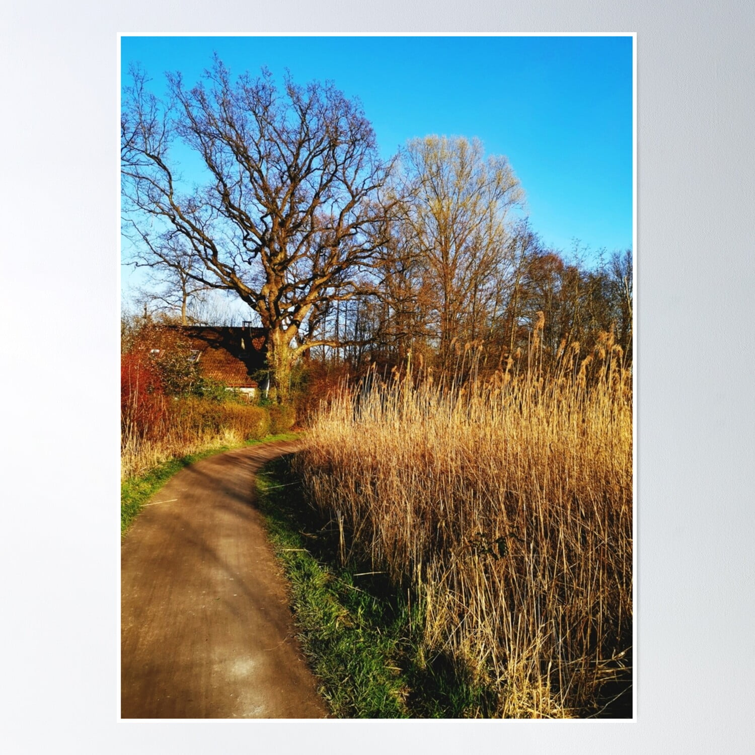 Sunny Forest Path Poster Wall Art, Modern Wall Decor, 12x18 UNFRAMED ...