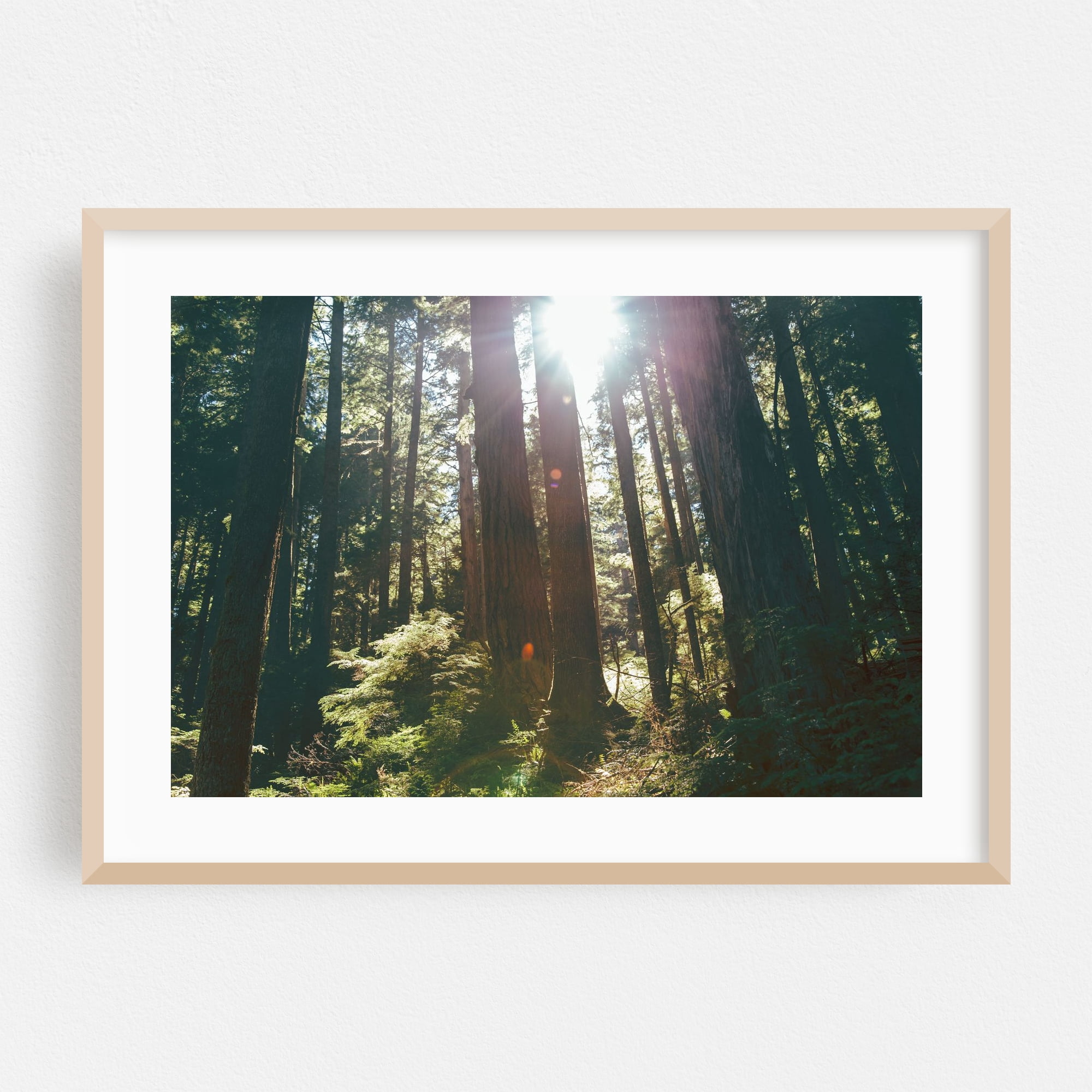 Sunny Forest - Washington Photography Forest Nature Wilderness Scenic ...