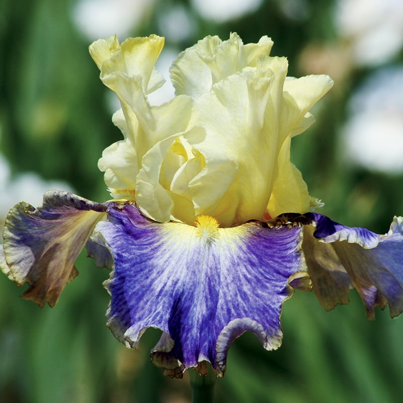 Sunny Glitter Bearded Iris Flower Bulbs - Pleasantly Scented - Attracts ...