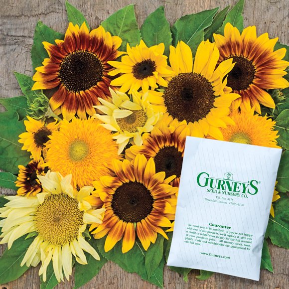 Sunflower Flower Seeds in Seed Gardening - Walmart.com
