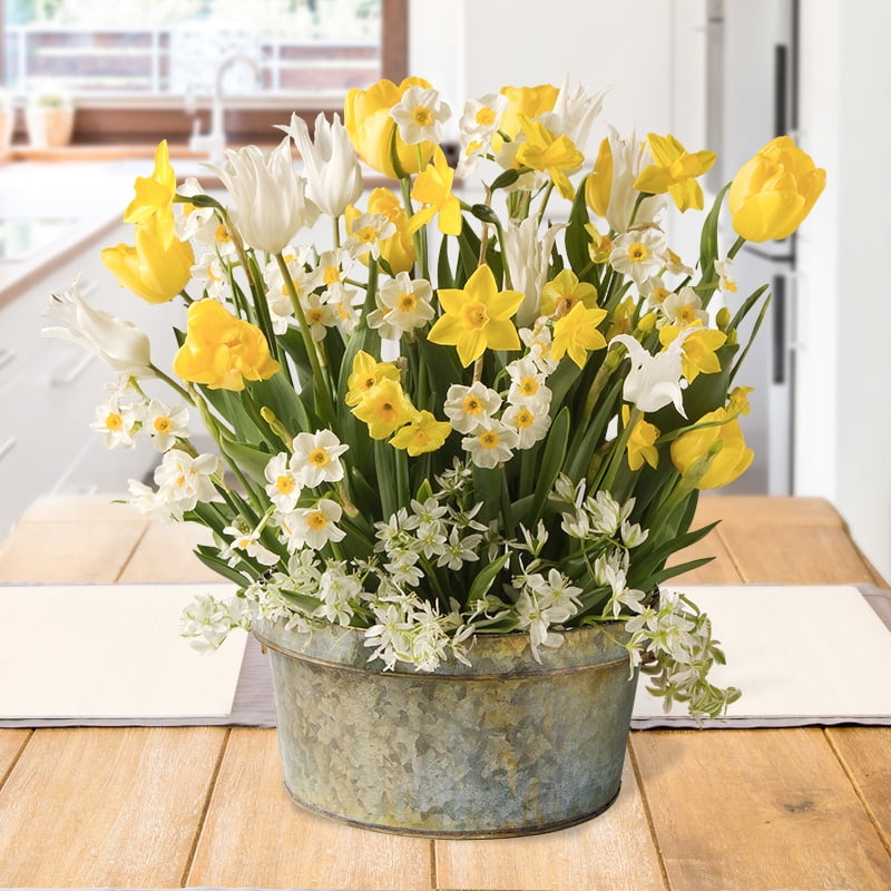 Sunny Side Indoor Potted Bulb Garden - Simply Water and Flowers Open in ...