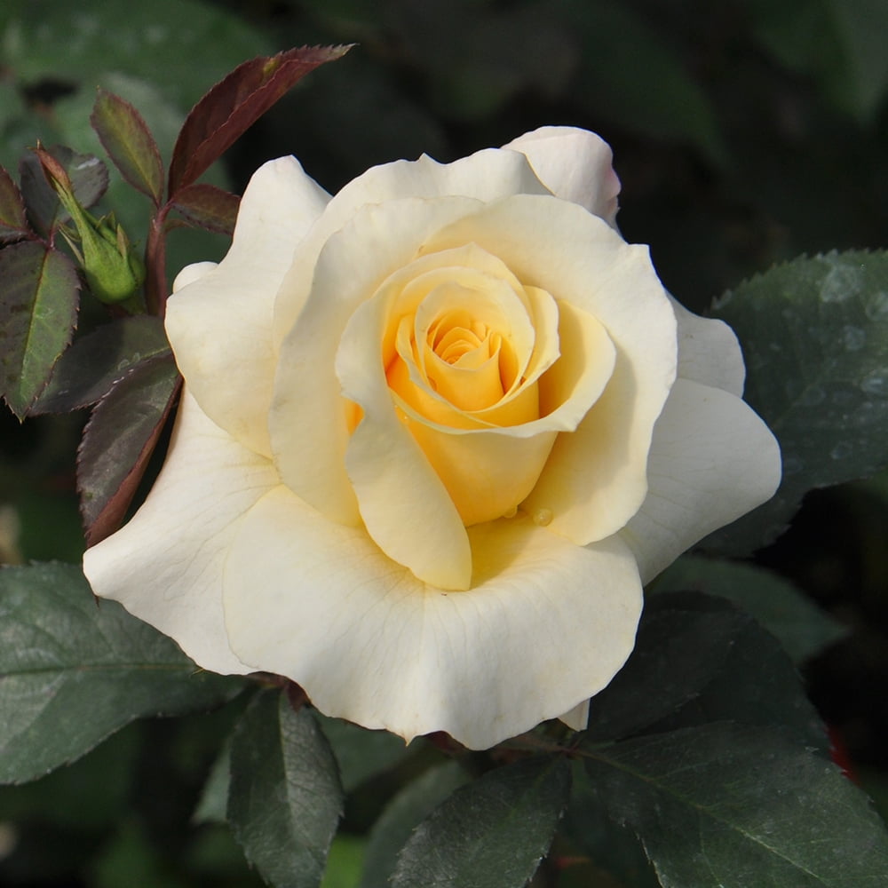 Sunny Sky™ Heirloom Roses - Eleganza® Hybrid Tea Plant, Live Yellow ...