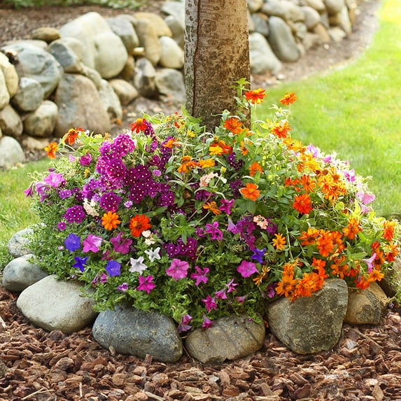 Sunny Tree Ring-Seed Mat - Attracts Butterflies and Hummingbirds - Good ...