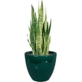 Sunnydaze Large Ceramic Plant Pot - Round Outdoor Glazed Ceramic ...