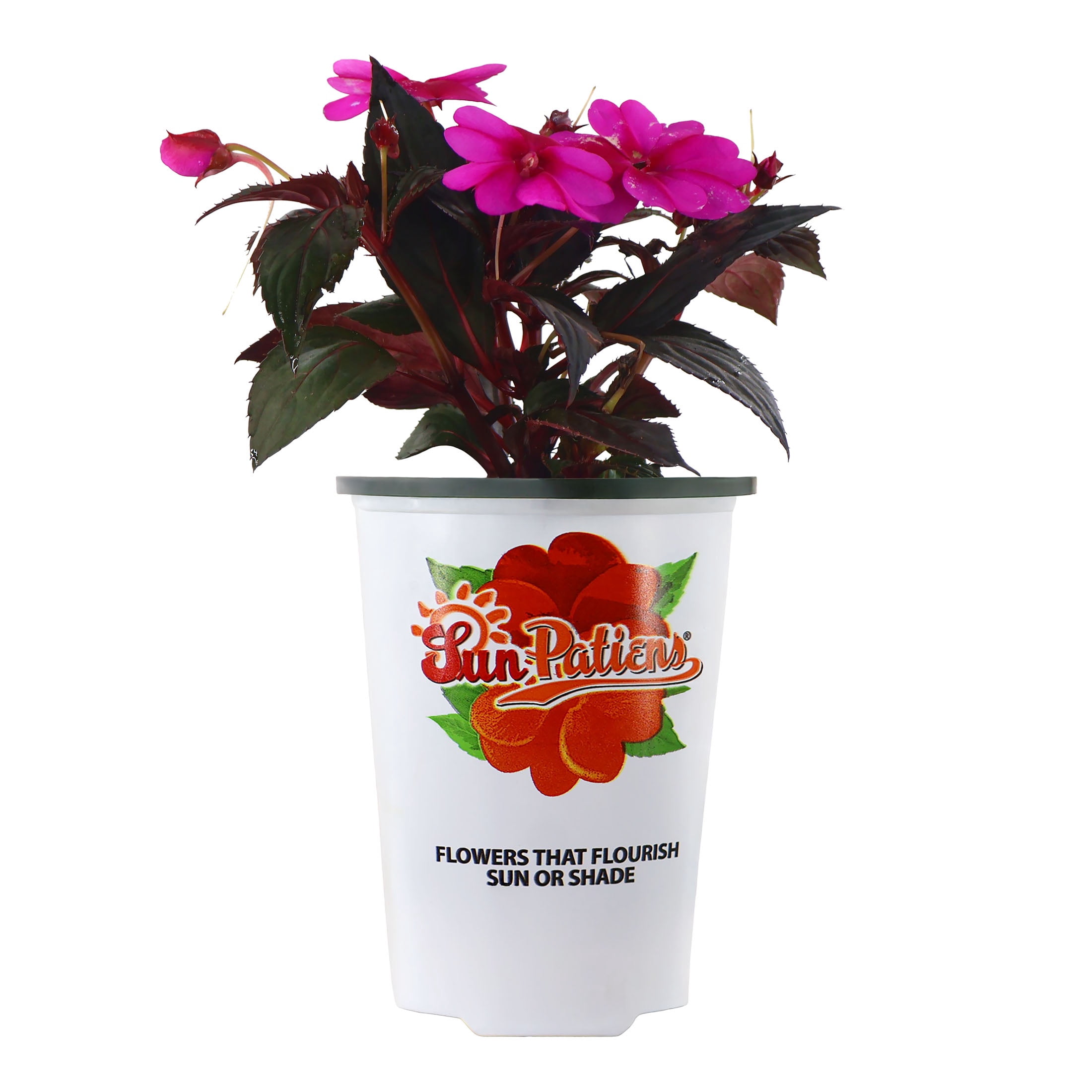 Sunpatiens 9" Pink Bicolor Sunpatiens Impatiens Live Plants in 5 ...