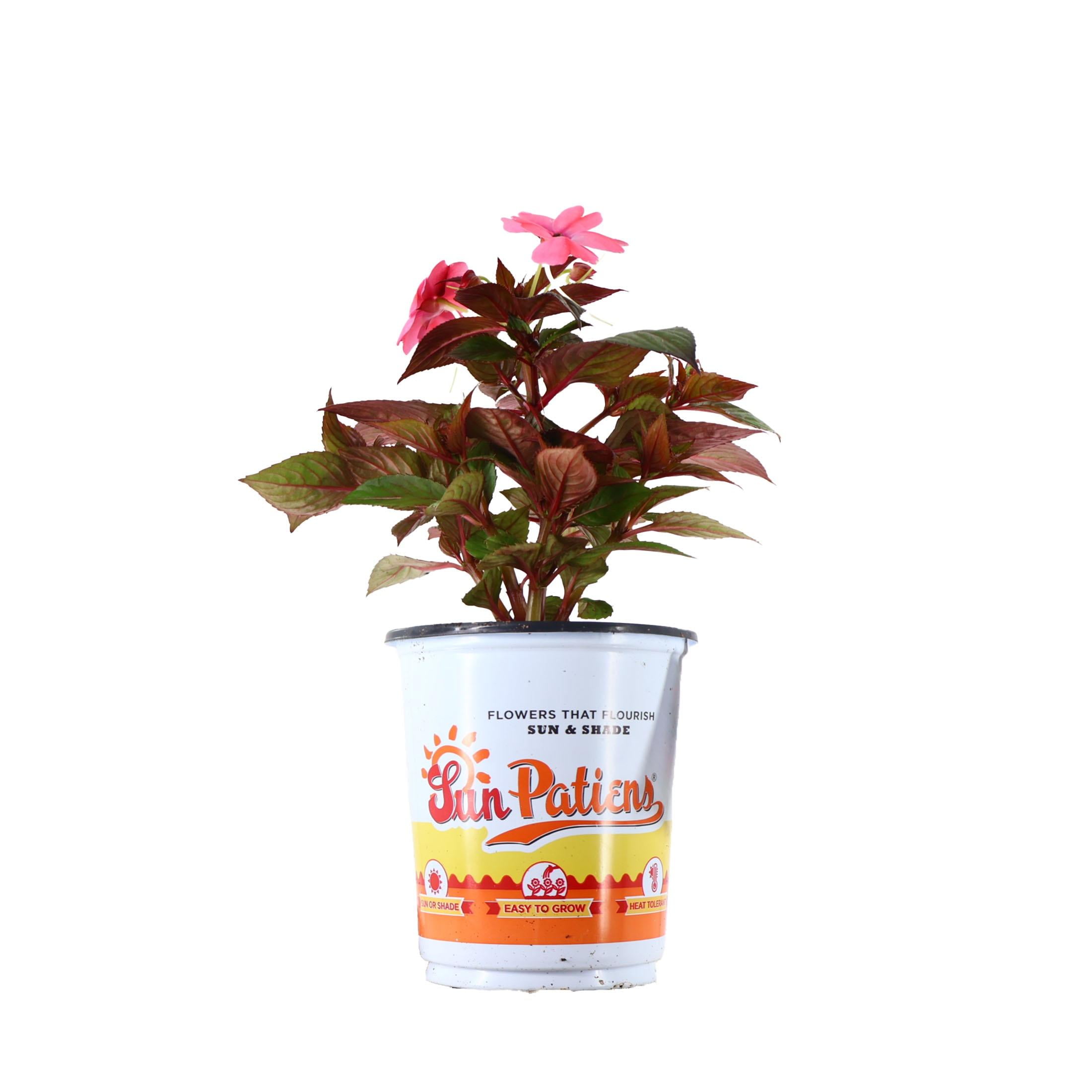Sunpatiens 1QT Pink Sunpatiens Impatiens Live Plants Grower Pots ...