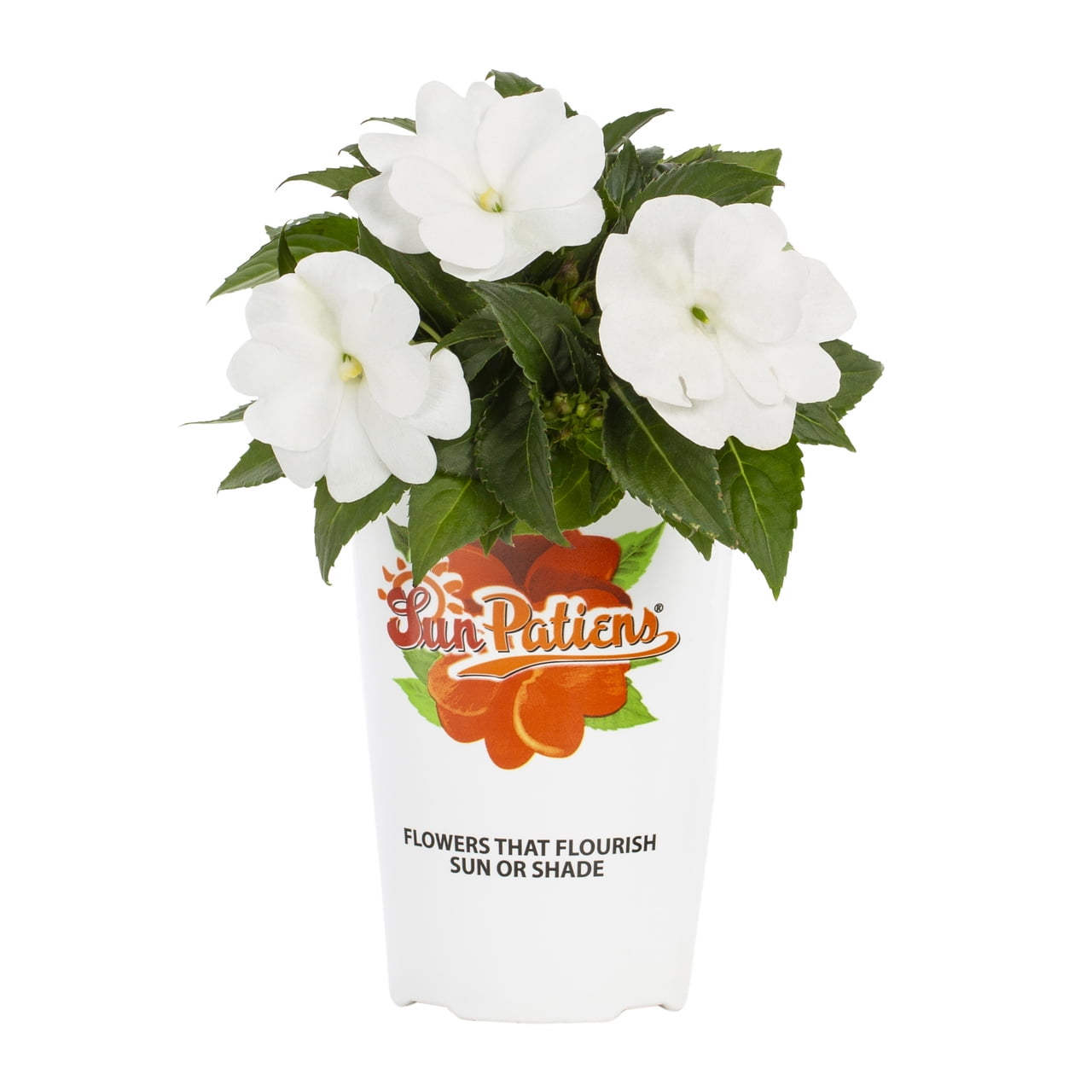 Sunpatiens 1.5PT White Impatiens Live Annual Plant Sun - Walmart.com