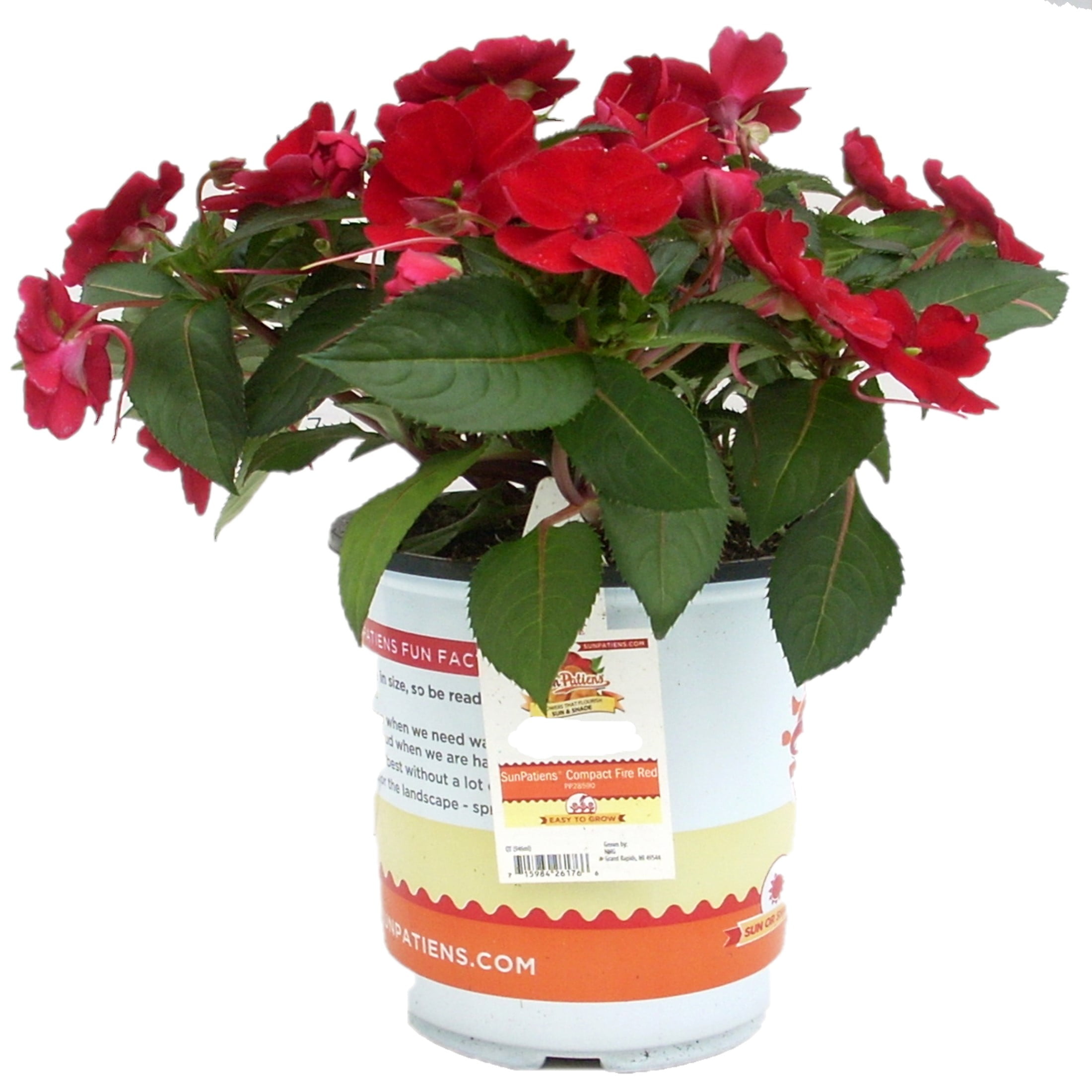 Sunpatiens 2.5QT Fire Red Impatiens Live Plant, Indirect Sunlight ...