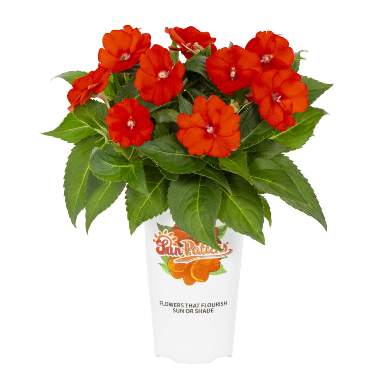 Sunpatiens 2QT Orange Impatiens Live Annual Plant Partial Shade ...