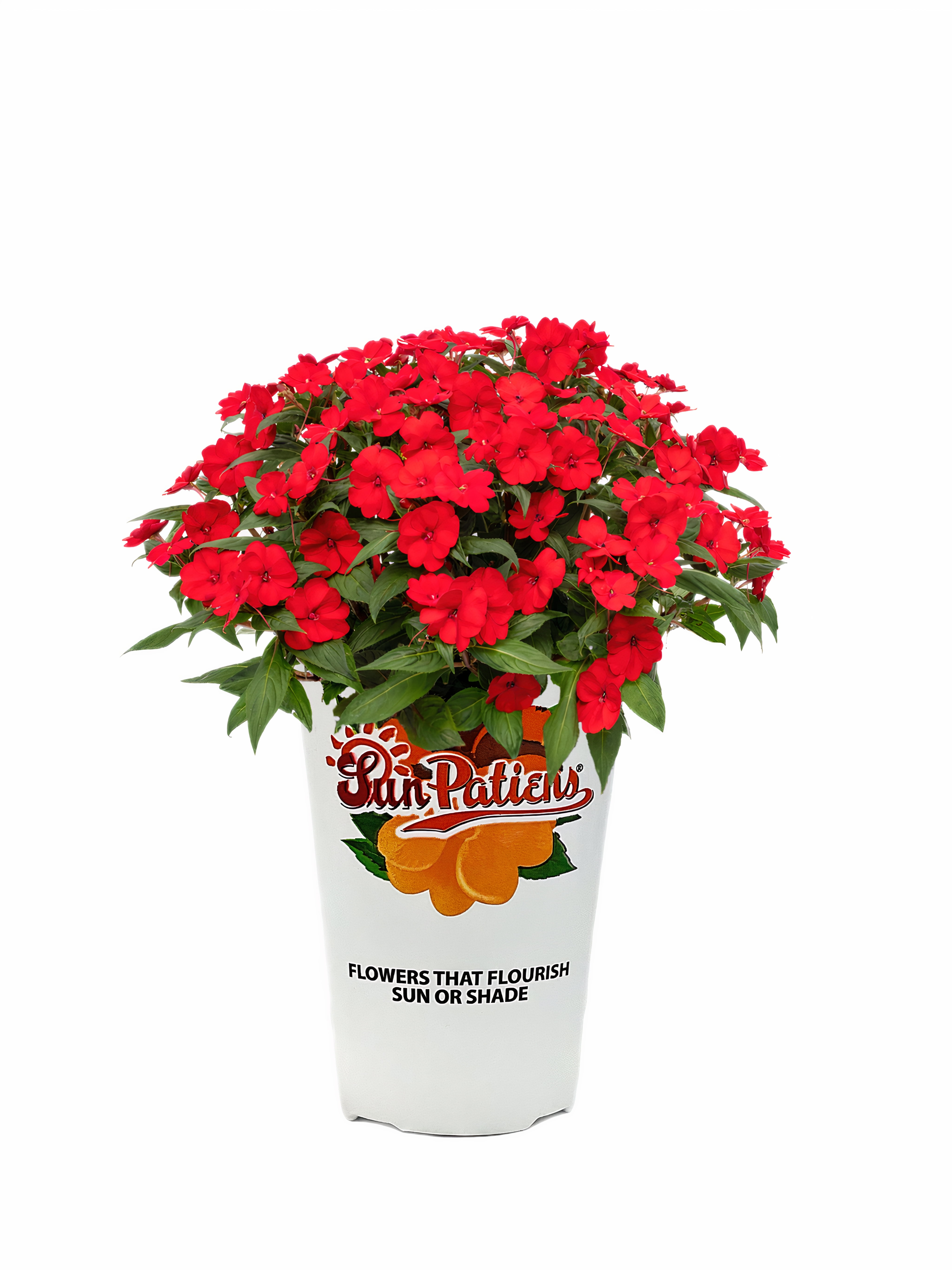 Sunpatiens 2Qt Impatiens Sunpatiens Red Live Plant Grower Pot Full Sun ...