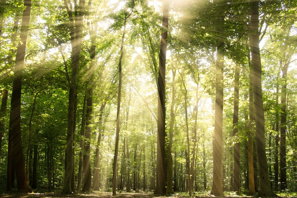 Sunrays Through Treetops Photo Photograph Cool Wall Art Print Poster ...