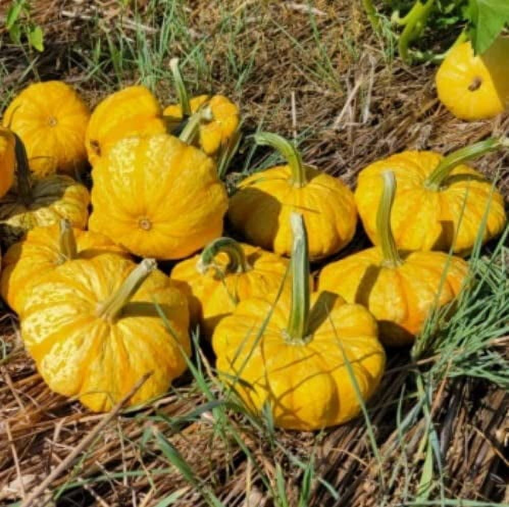 Sunrise Pumpkin Seeds for Planting (10 Seeds) - Exotic and Hard to Find ...