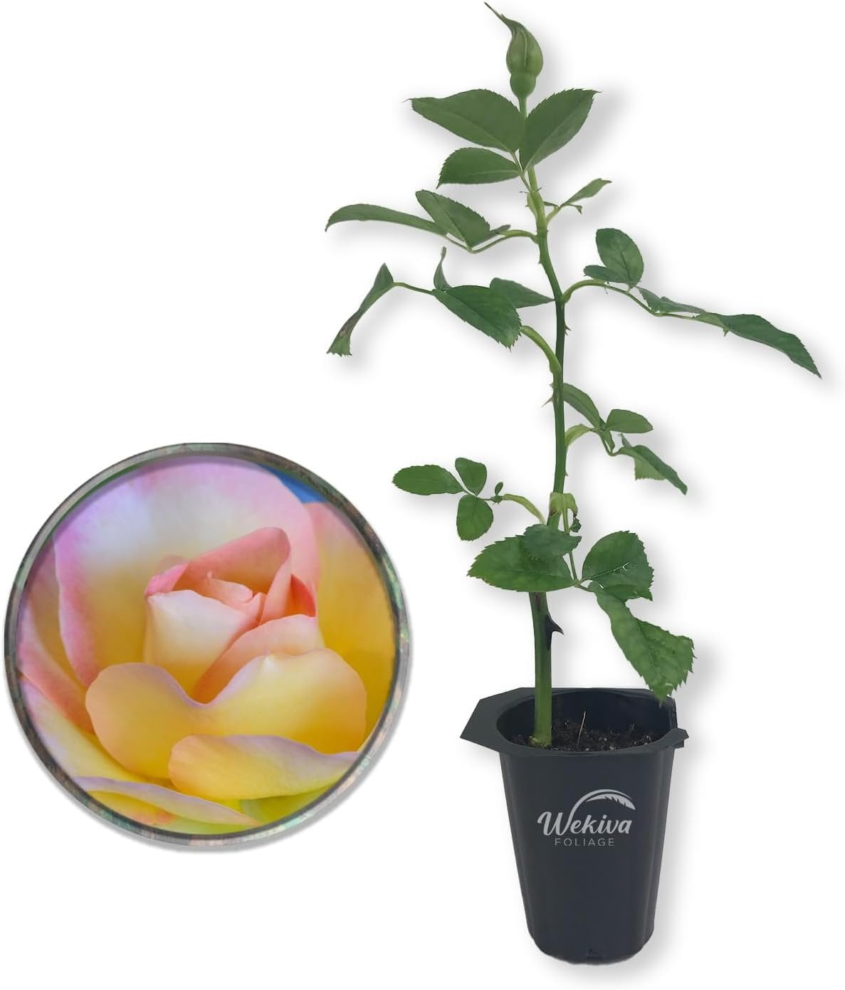 Sunrise Surprise Rose Bush - Live Starter Plant in a 2 Inch Pot ...