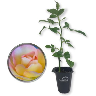 Koko Loko Rose Bush - Live Starter Plant in a 2 Inch Pot - Beautiful ...