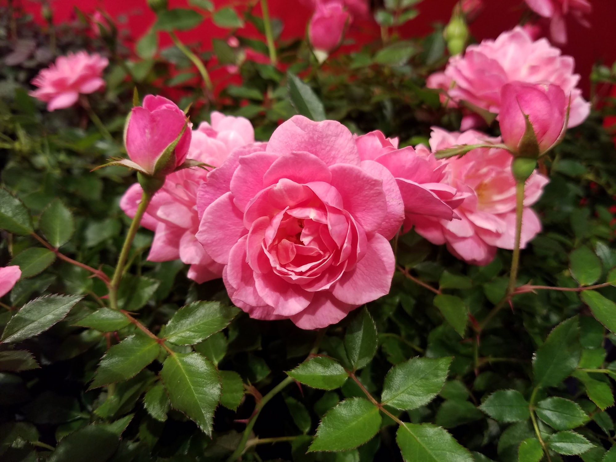 Sunrosa® Fragrant Pink Rose Plant - 2.5" Pot - Easy Care-Landscaping ...