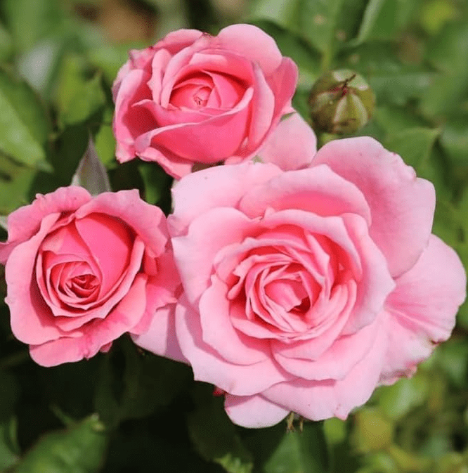 Sunrosa Pink Rose Plant Live for Planting, Dwarf Miniature Rose Bush ...