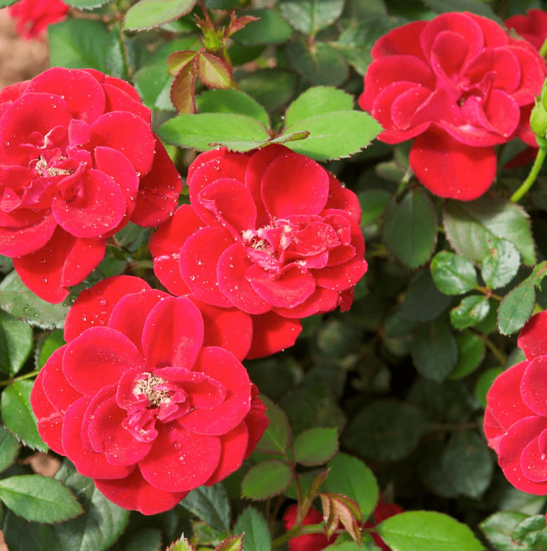 Sunrosa Red Rose Plant Live for Planting, Dwarf Miniature Rose Bush ...