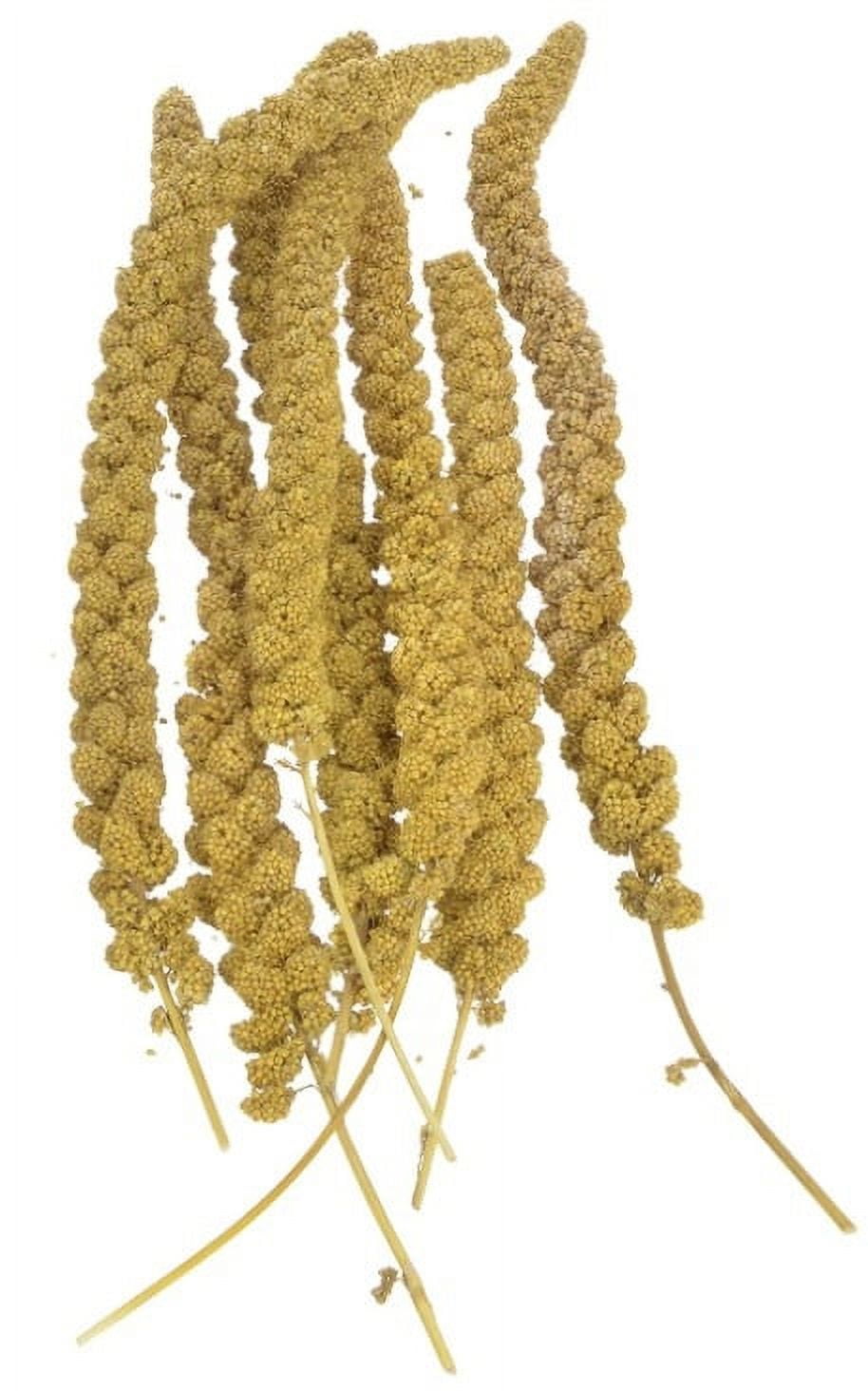 Sunseed Golden Millet Spray Natural Bird Treat - Walmart.com