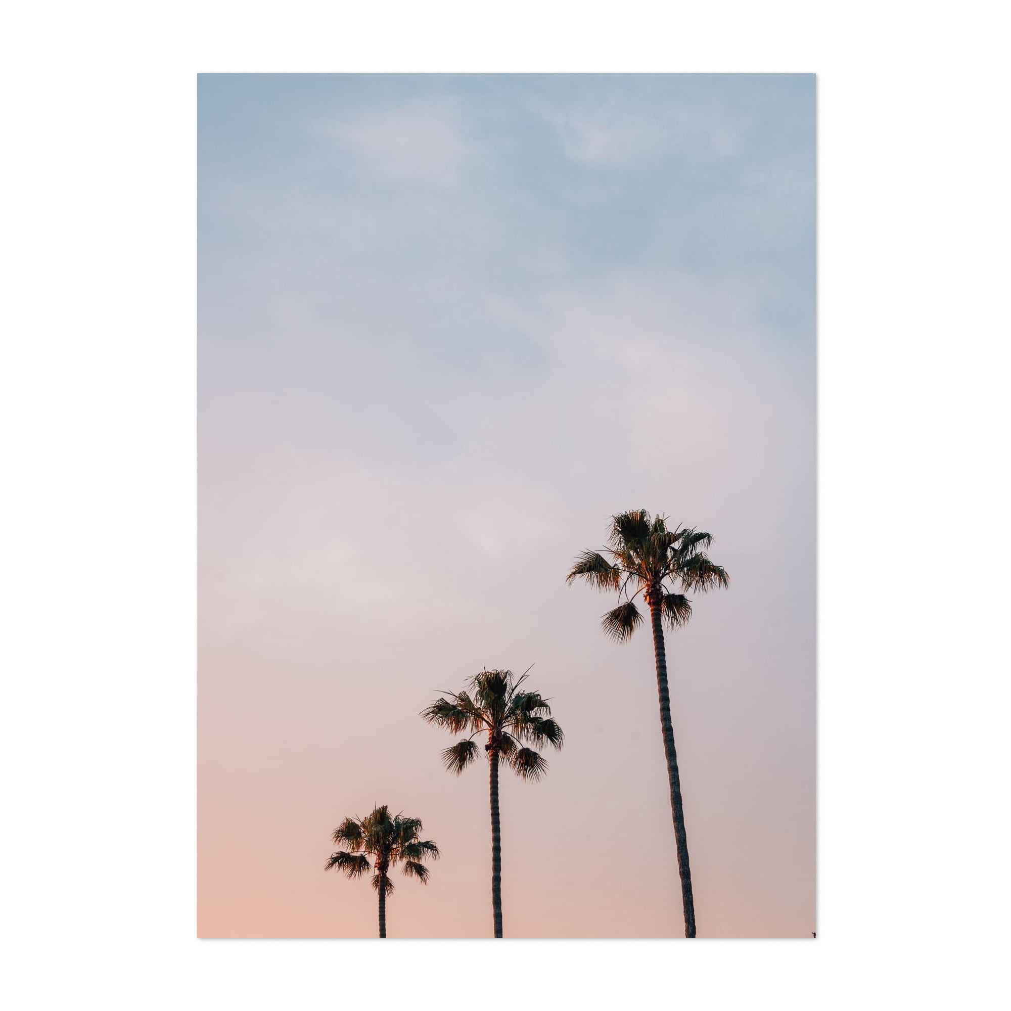 Sunset Palms - Laguna Beach California Photography Palm Tree Sunset ...