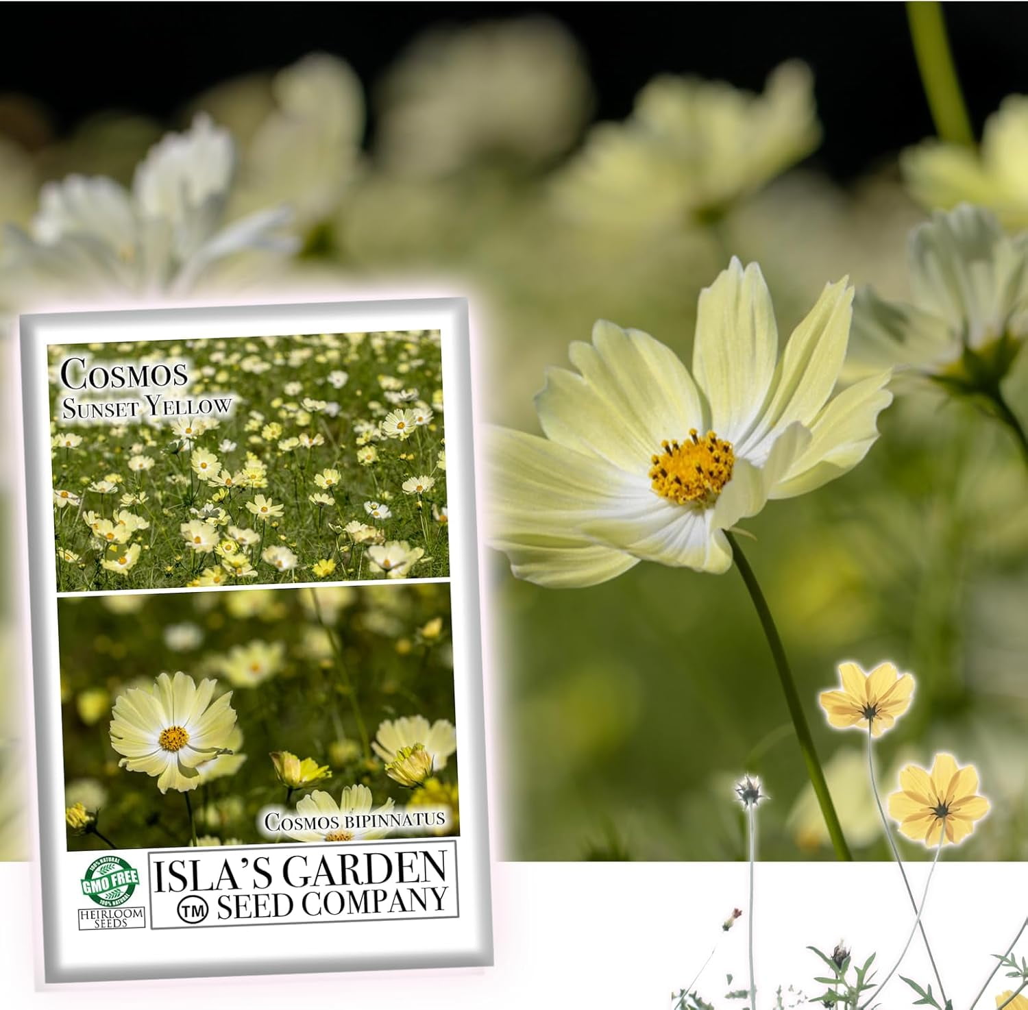 Cosmos Bipinnatus