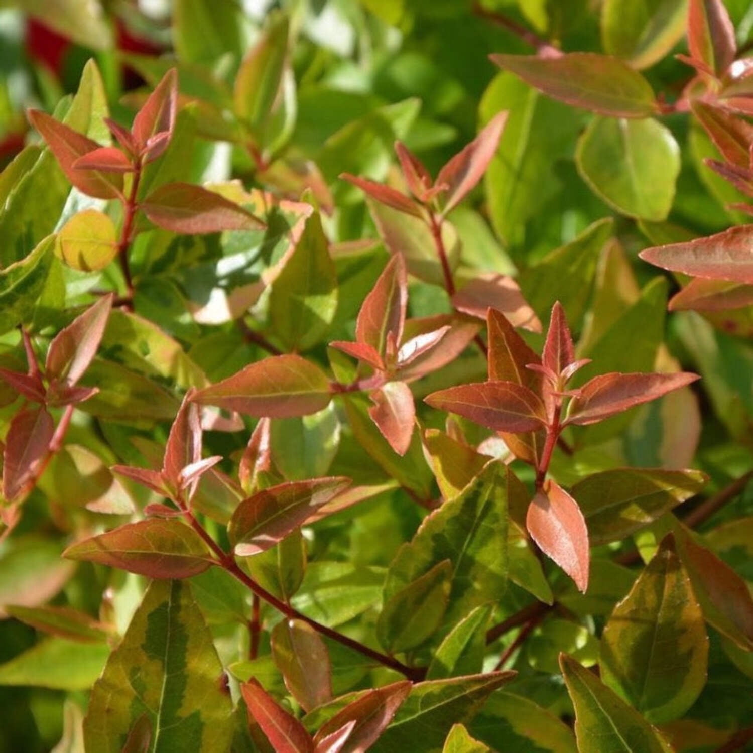 Abelia Sunshine Daydream - 3 Gallon Pot, Live Semi-Evergreen Shrub ...