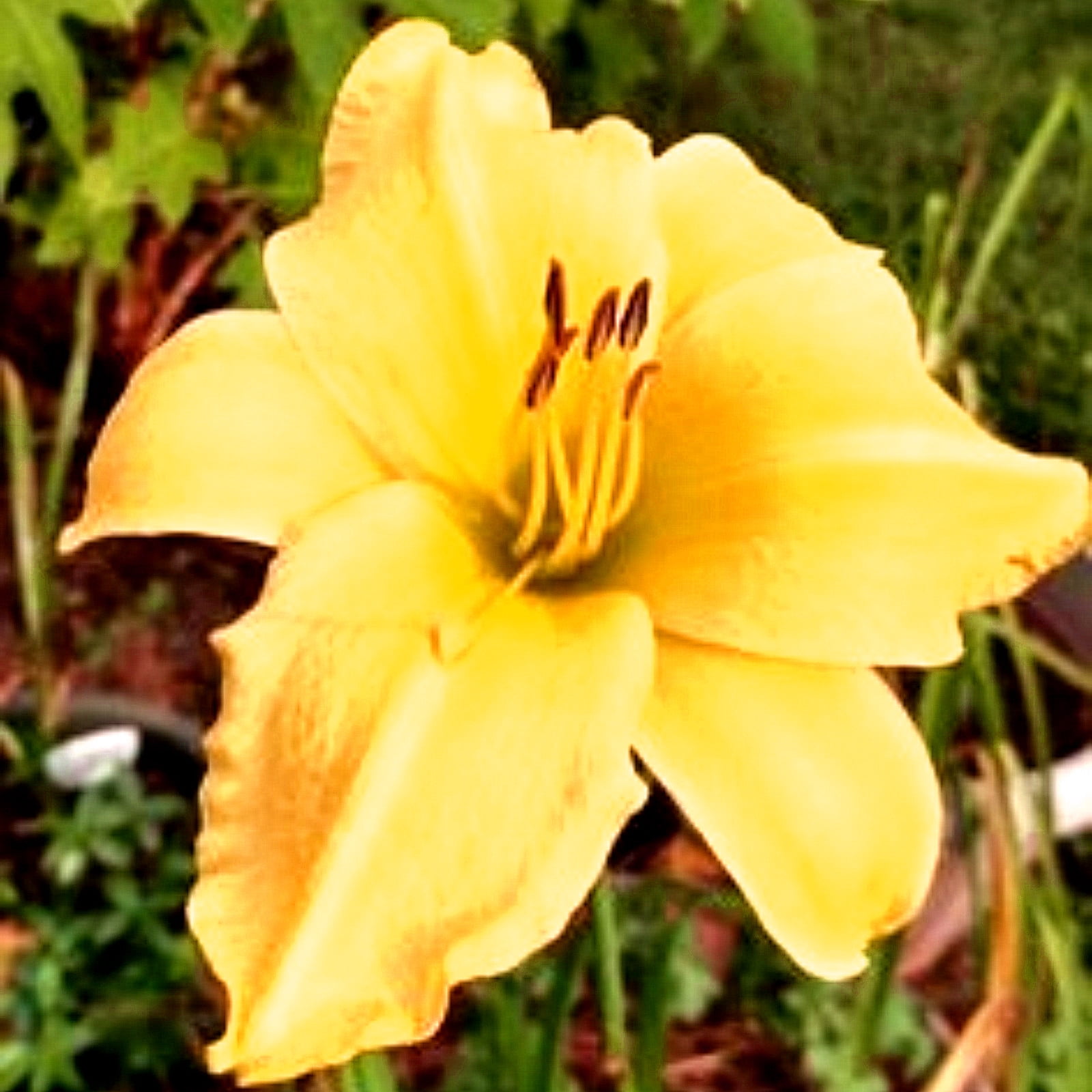 Sunshine Daylilies (Hemerocallis) – Hardy, Fast-Growing Blooms for ...