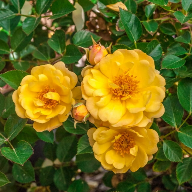 Sunshine Happy Trails Dormant Bare Root Groundcover Rose, Includes one ...