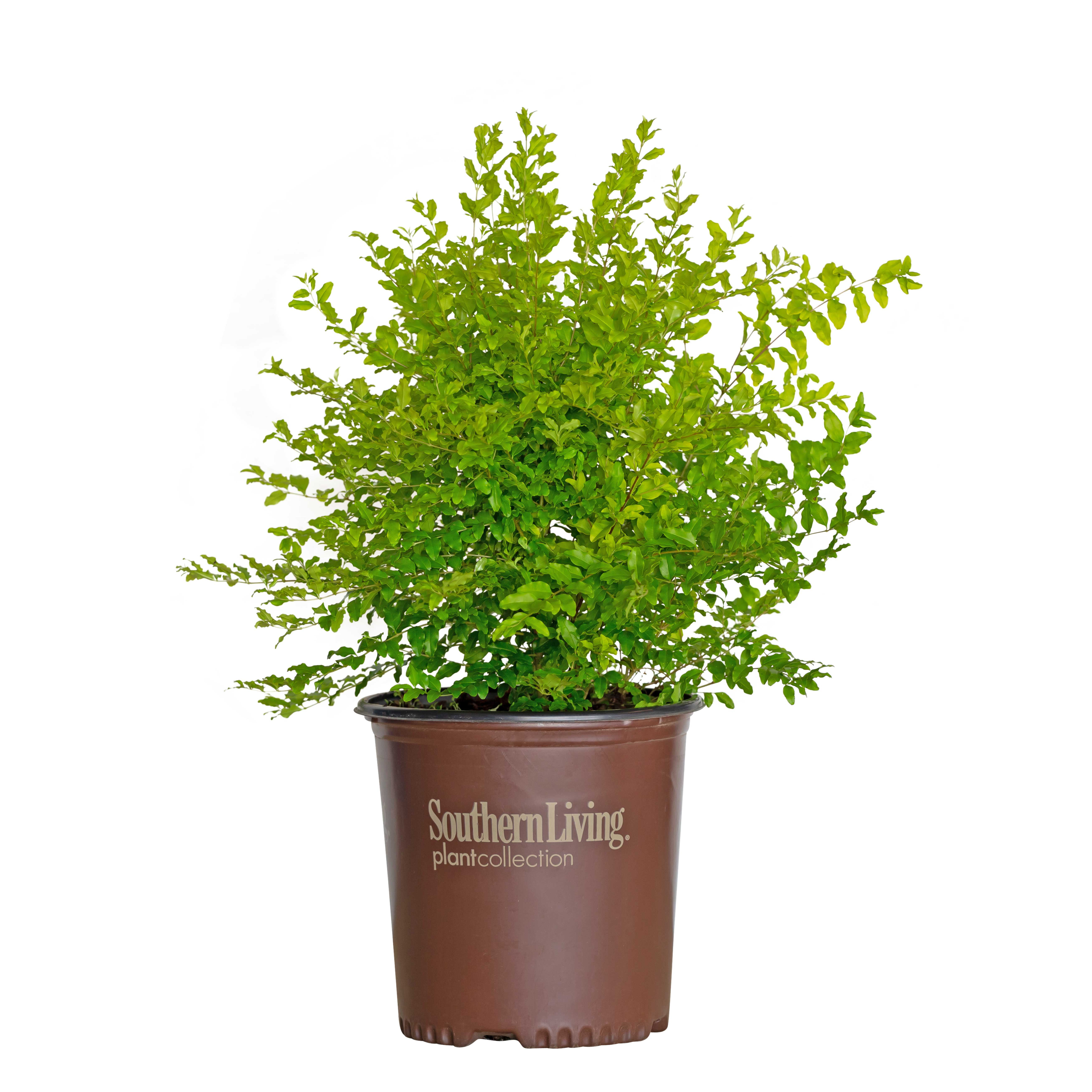 Southern Living Sunshine Ligustrum Live Shrub in 2-Gallon Grower Pot ...