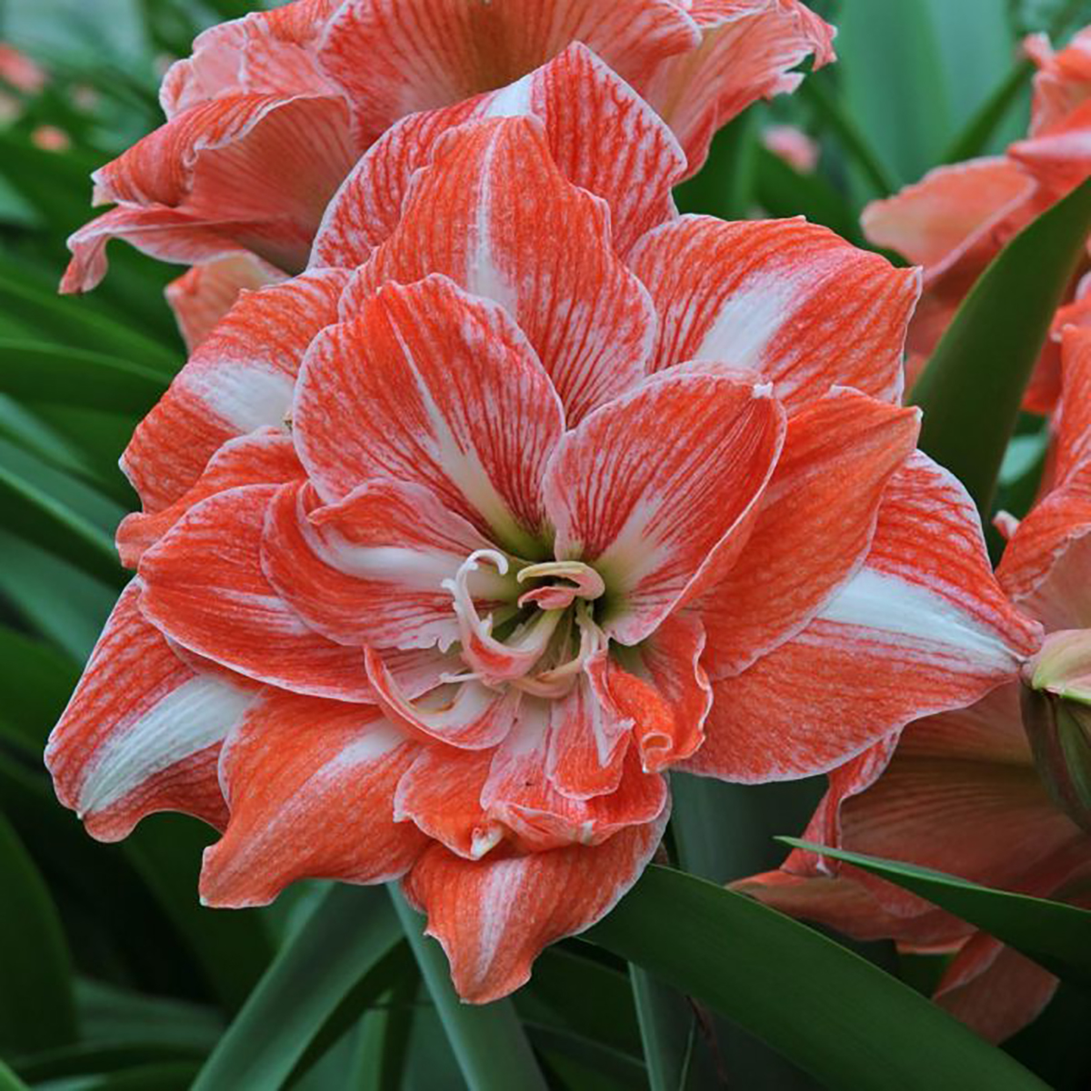 Sunshine Nymph Amaryllis Bulb - 32/34cm Bulb - NEW - Walmart.com
