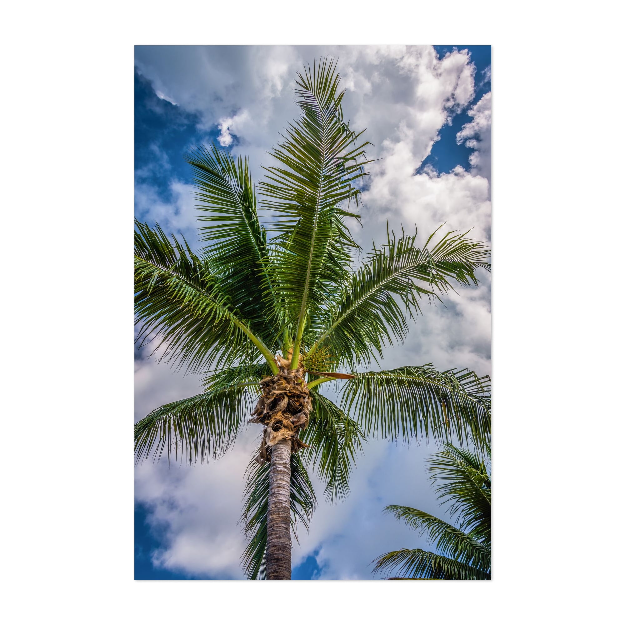 Sunshine State Palms - Key West Florida Photography Palm Tree Tropical ...