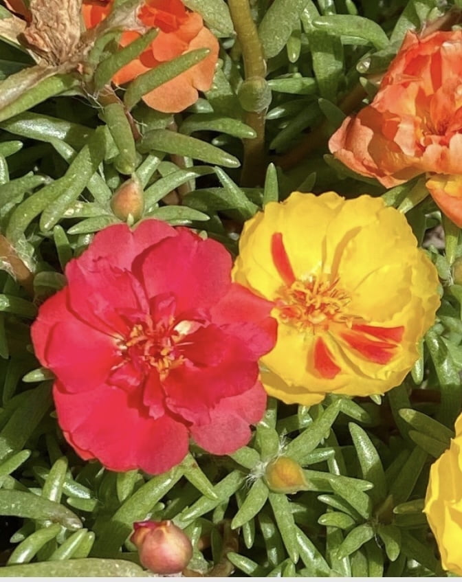 Sunshine Valley Garden Portulaca Grandiflora Moss Rose 100 Pack ...