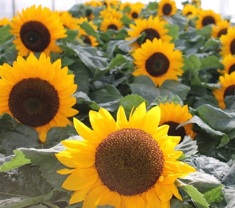 Sunspot Sunflower Seeds for Planting | Heirloom and Non-GMO Flower ...