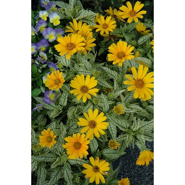 Sunstruck Heliopsis Perennial Plant - False Sunflower - Gallon Pot ...
