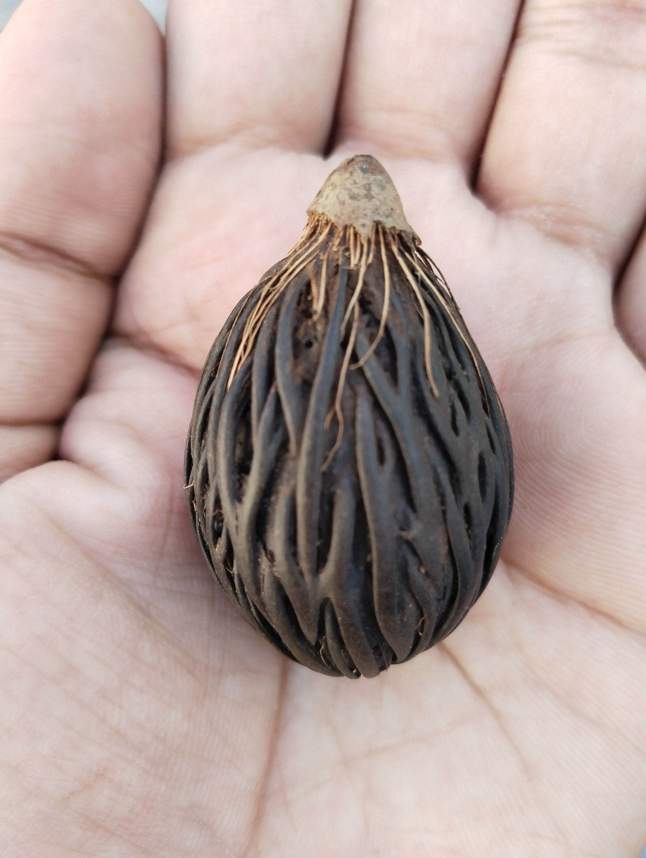 Super Aghori Mantrik holy Pod trillionaire In Less Than 49 Days ...