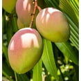 Super Alphonso MANGO TREE GRAFTED (2-4 Feet Tall) - Walmart.com