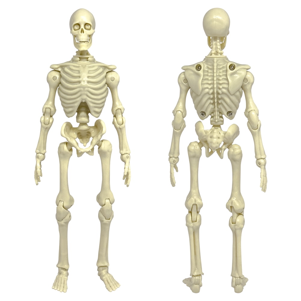 Super Articulated Type S 8 Inch Skeleton Action Figure - Walmart.com