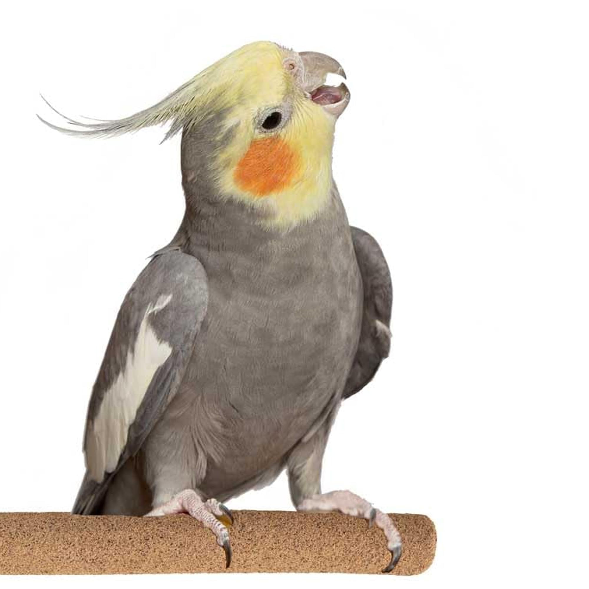 Super Bird Creations SB1152 Sure-Grip Grooming Perch Medium, Small ...