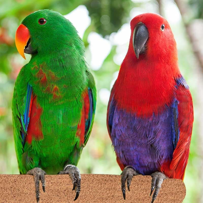 Super Bird Creations SB1153 Sure-Grip Grooming Perch Large, Medium ...