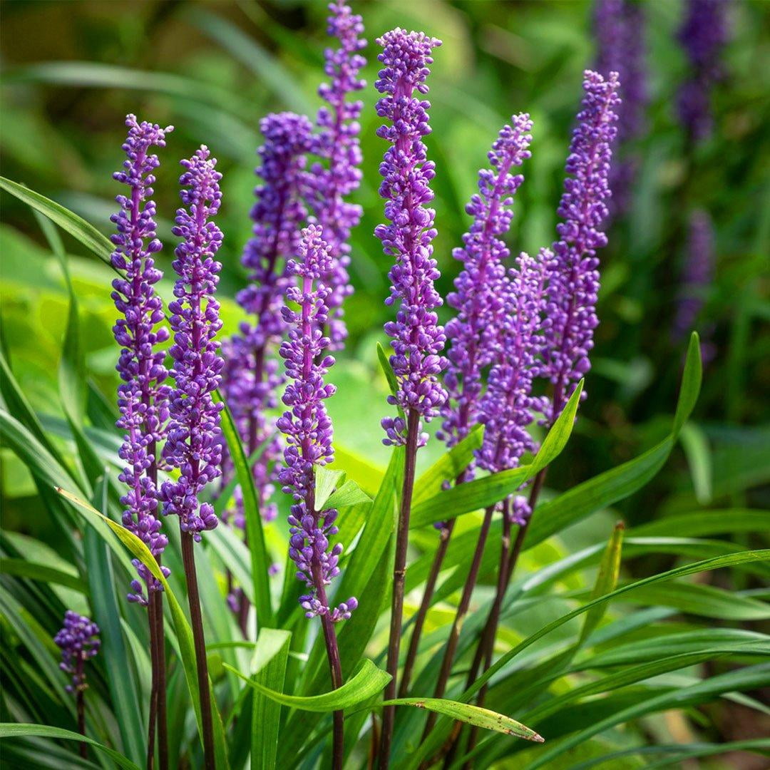 Super Blue' Lily Turf 1 Quart (Pack of 4) - Walmart.com