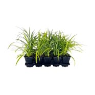 EcoTurf Perennial Peanut Grass 3 Large Gallon Size Plants Arachis ...