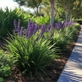 Super Blue Liriope - 10 Live Plants - Drought Tolerant Ground Cover ...