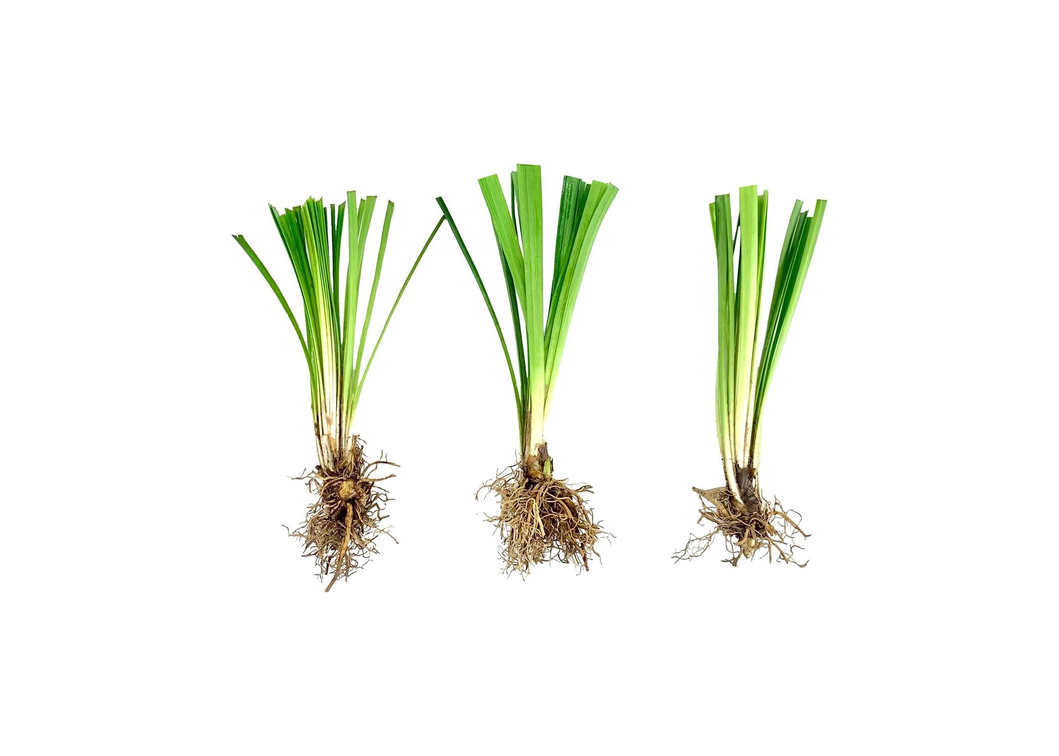 Super Blue Liriope Muscari - 10 Bare Root Plants - Evergreen Ground ...