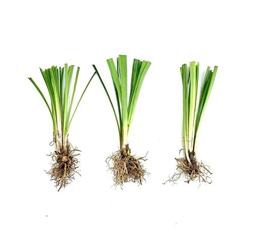 Super Blue Liriope Muscari - 100 Bare Root Evergreen Ground Cover ...