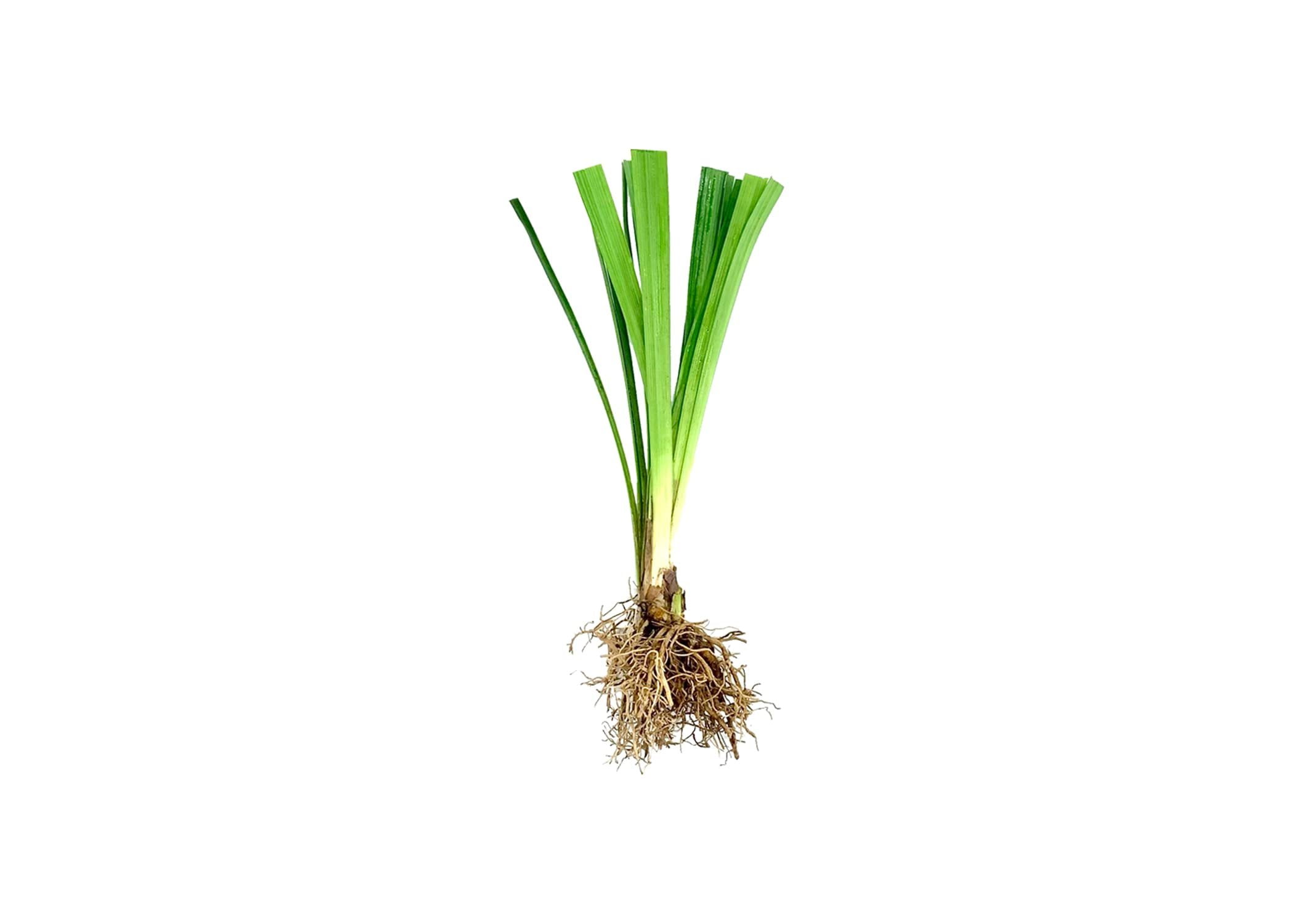 Super Blue Liriope Muscari 100 Live Bare Root Pips Evergreen Plant ...